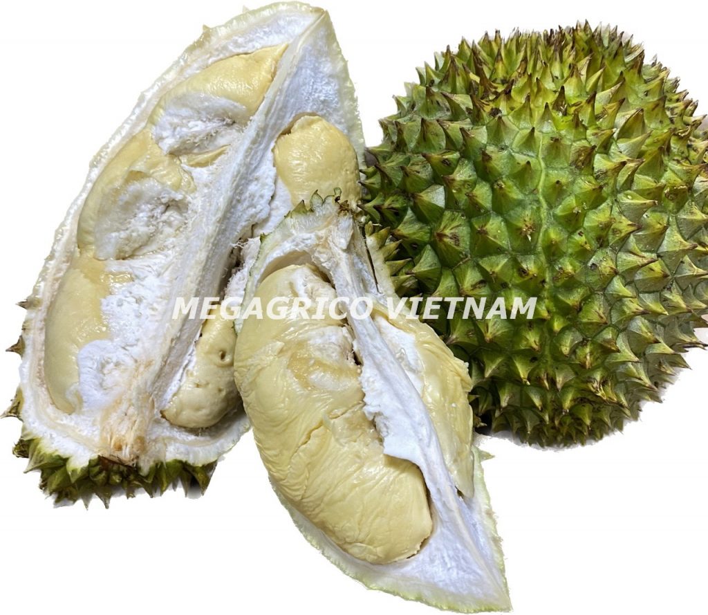 Frozen Ri6 Durian - MEGAGRICO VIETNAM