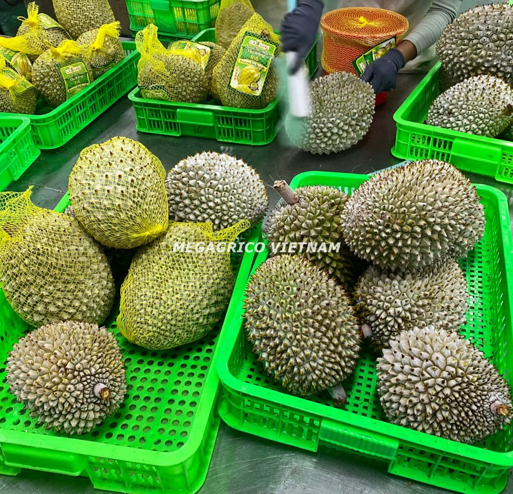 Frozen Ri6 Durian - MEGAGRICO VIETNAM