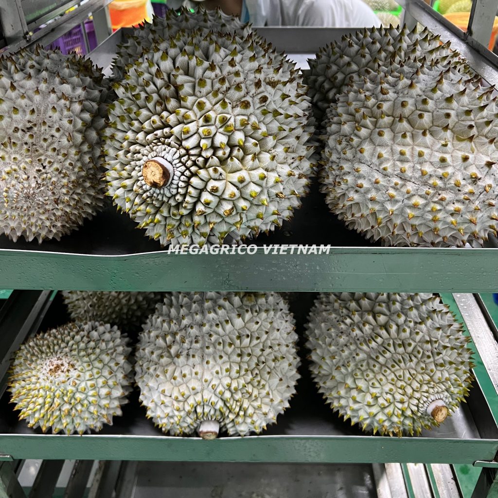 Frozen Ri6 Durian - MEGAGRICO VIETNAM