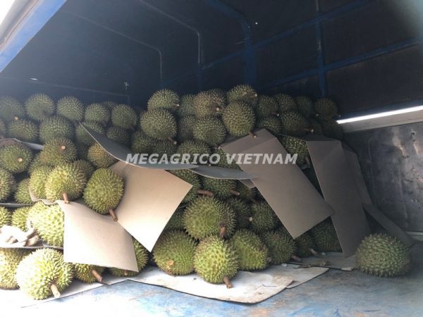 Frozen Ri6 Durian - MEGAGRICO VIETNAM
