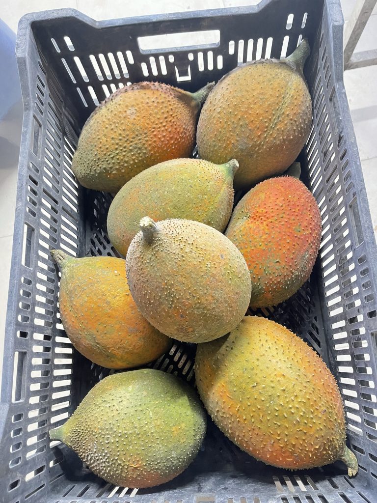 Frozen Gac Fruit - MEGAGRICO VIETNAM