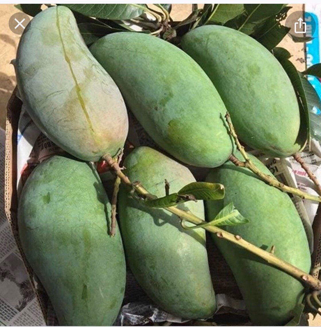 Improving Vietnamese mango exports to the world market - MEGAGRICO VIETNAM