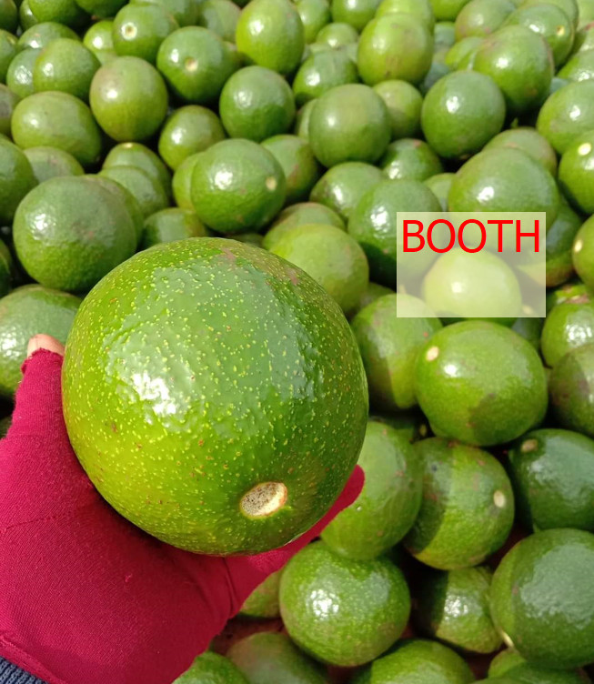 Booth Avocado from Vietnam- Unexpected Benefits - MEGAGRICO VIETNAM