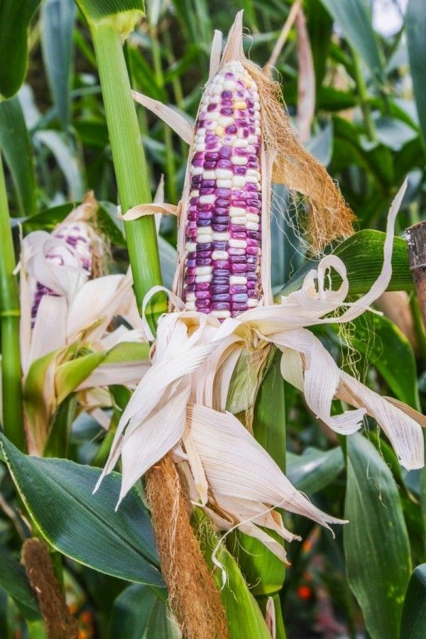 Purple Waxy Corn - MEGAGRICO VIETNAM