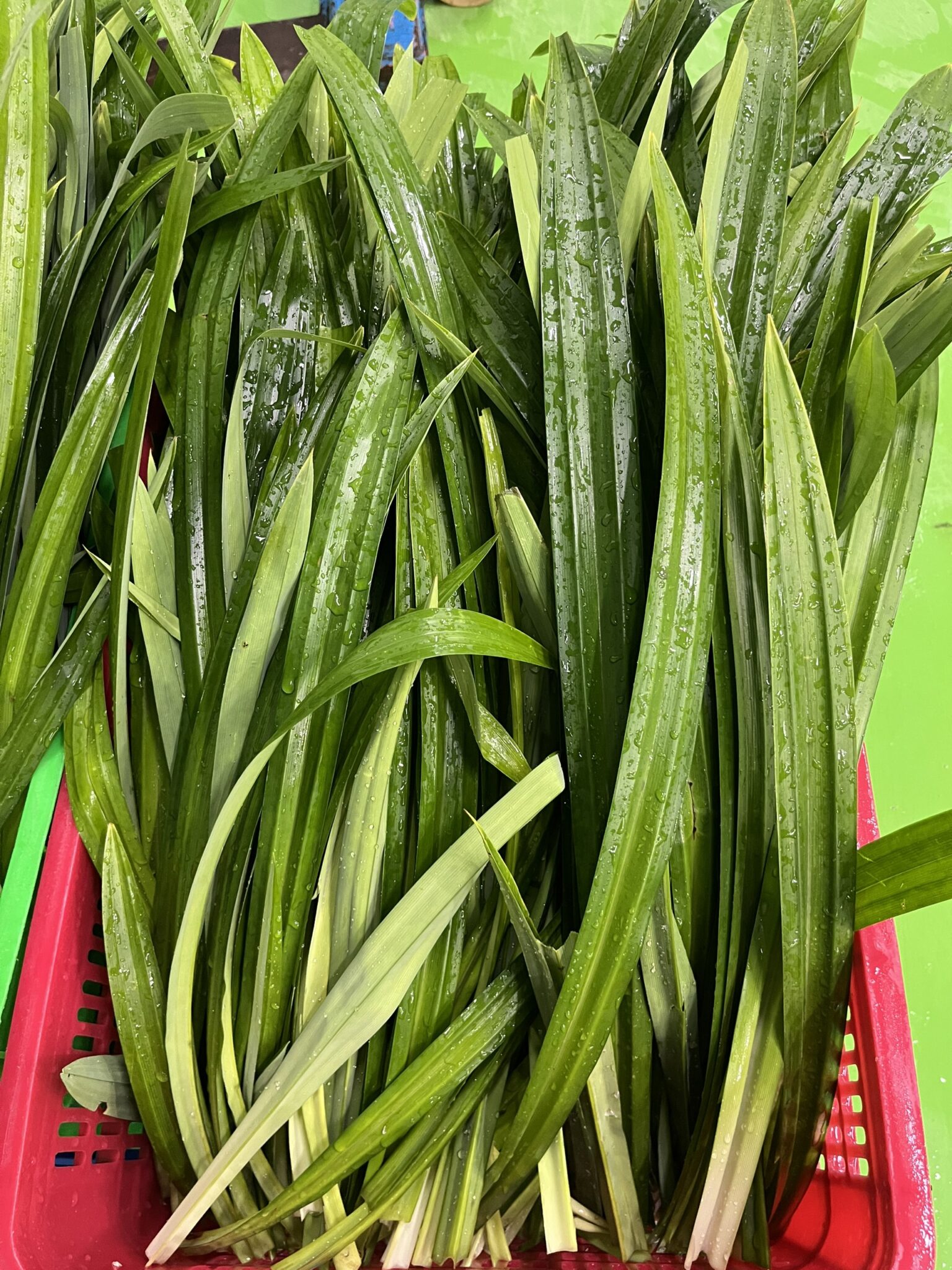 Health Benefits of Pandan Leaves - MEGAGRICO VIETNAM