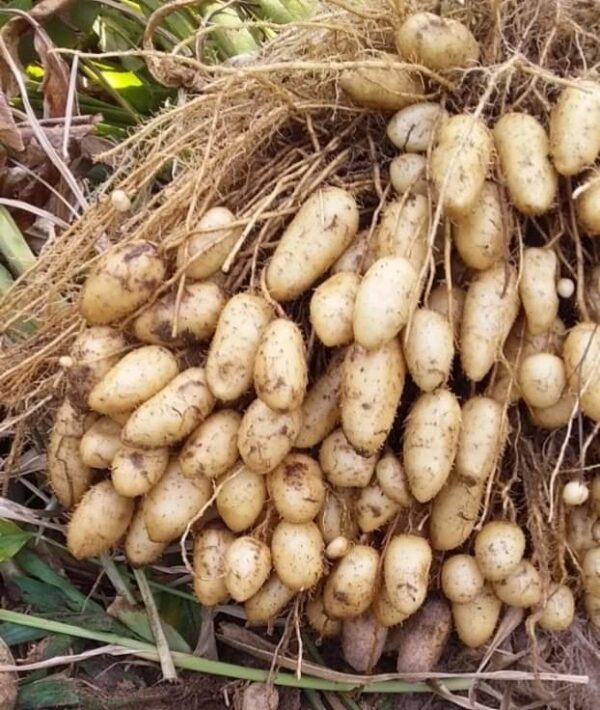 Tuberous Root (Củ Lùn) And Its Amazing Health Benefits. - MEGAGRICO VIETNAM